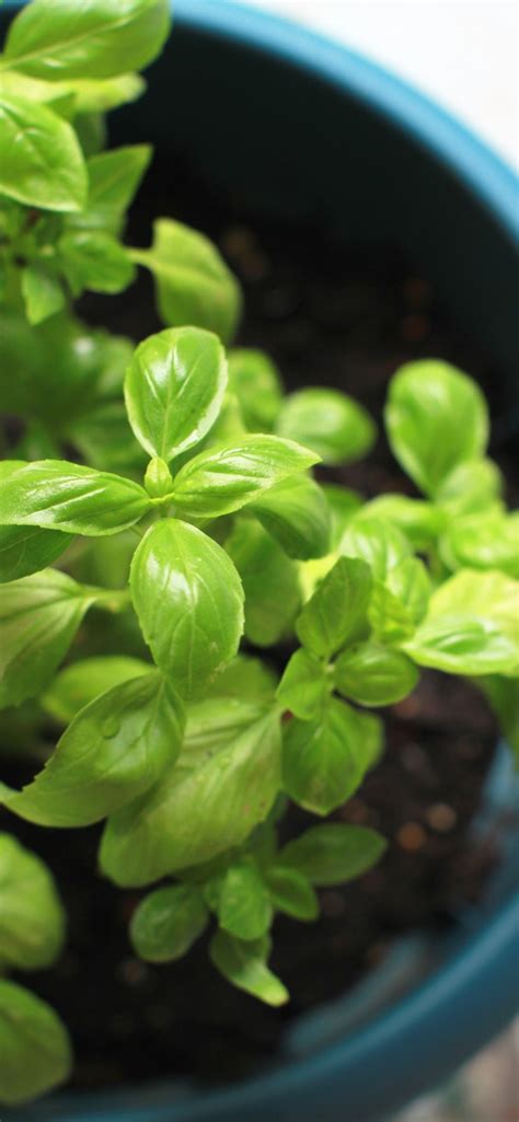 청량한 여름의 맛 바질 토마토 소스