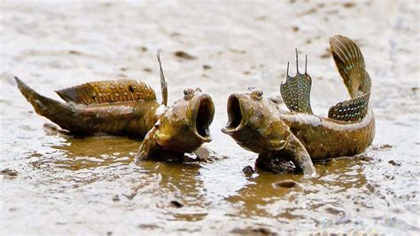Mudskipper Robot Helps Show How Vertebrates Evolved To Walk On Land