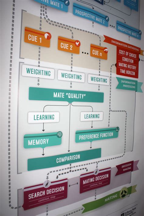 Mating And Mate Choice Infographicposter On Behance