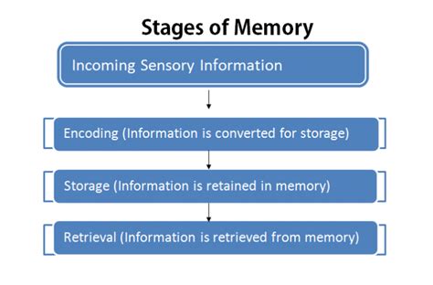 the stages of memory memory exercises human memory memories