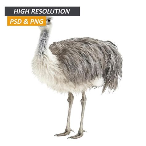 Rhea Bird Isolated On White Premium Ai Generated Psd