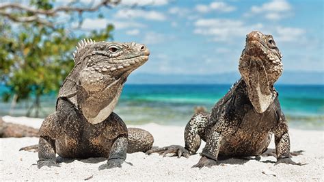 Iguana Hd Wallpapers