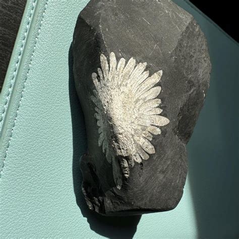 Opalized Ammonite Shell Fossil Halves Pairs Specimen Natural Super High