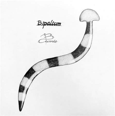 Hammer Headed Flatworm By Salpfish1 On Deviantart