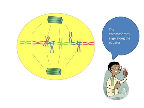 Ppt Mitosis Powerpoint Presentation Id2567277
