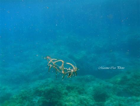 4 Questions With Answers In Pelagic Food Web Science Topic