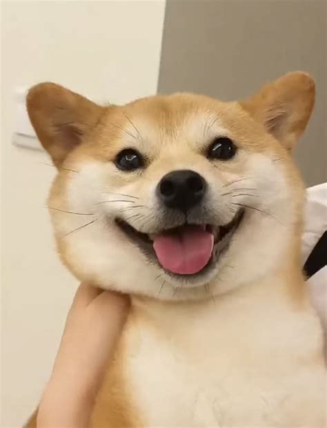 ボード「doggos」のピン【2024】 可愛すぎる動物 犬のおもしろ写真 柴犬 可愛い
