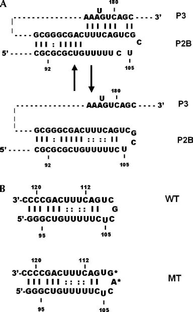 Secondary Structure Of The Pseudoknot Domain Of Human Telomerase Rna Download Scientific