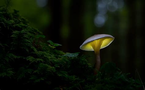 3840x1080 Resolution Macro Mushroom 3840x1080 Resolution Wallpaper