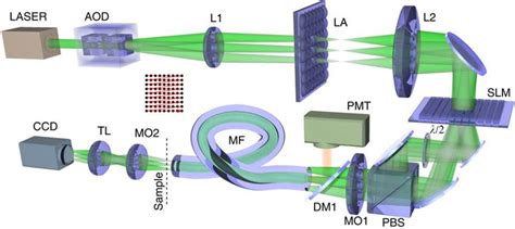 Fluorescence Imaging Set Up With Microlens Array La And Acousto Optic Download Scientific
