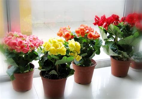 艷麗的麗格海棠 每日頭條