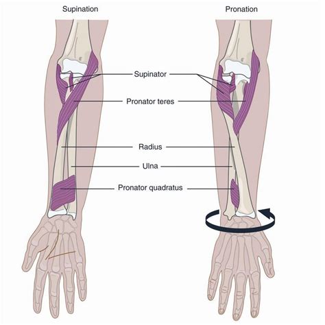Physioosteobook Supination Vs Pronation [anatomy And Facebook
