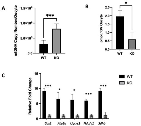 Mitochondrial Unfolded Protein Response Gene Clpp Is Required For Oocyte Function And Female