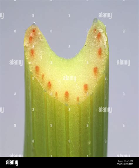 Section Through A Celery Stem To Show Red Dye Taken Up Through The