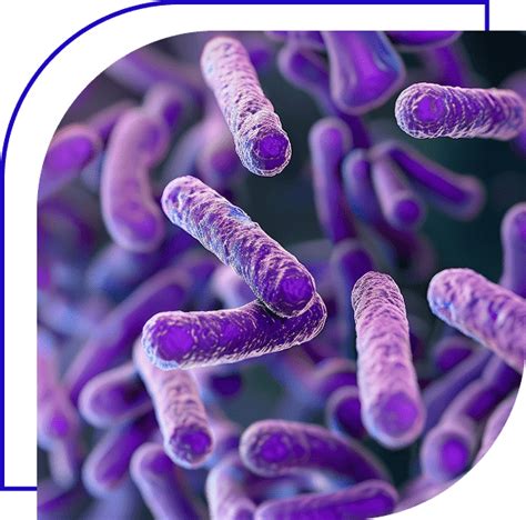 The Role Of Bacillus Cereus Clostridium Perfringens And Staphylococcus Aureus In Food Safety