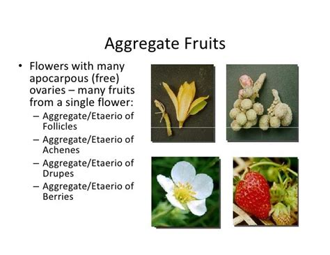 Botany Aggregate Fruit At Victor Ming Blog