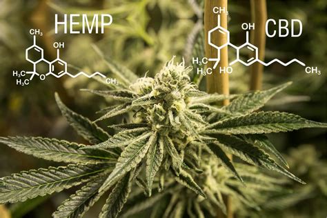 CBD And Hemp What Is The Difference Conclusive Guide