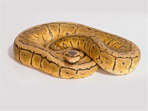 Lemon Blast Ball Python
