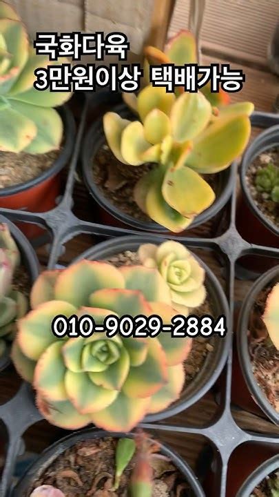 💥인천 국화다육 다육이 싼집 Youtube