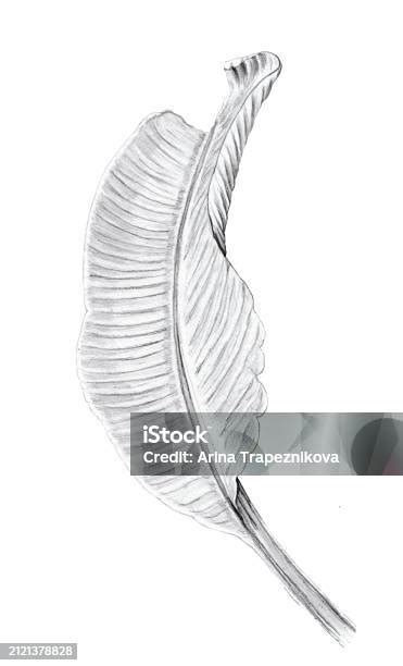 바나나 잎 식물 흑백 그림 흰색 배경에 고립 된 연필로 그려졌습니다 0명에 대한 스톡 벡터 아트 및 기타 이미지 0명 관목