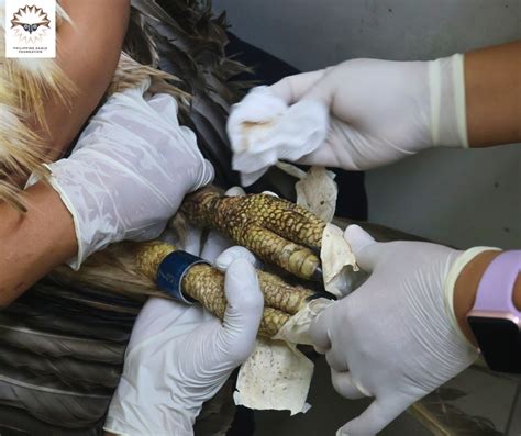 Multi Agency Collaboration Saved Philippine Eagle Rescued At Kabugao Apayao