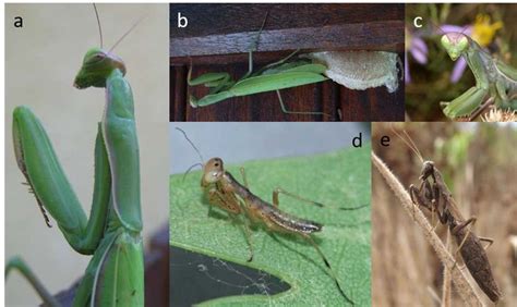 Pin by Mustapha Radid on Les insectes utiles à l homme Asparagus