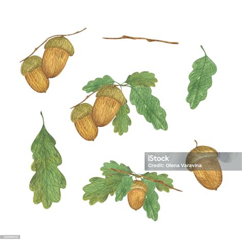 도토리와 잎 세트 수채화 손으로 그린 일러스트레이션 휴일 장식을위한 가을 클립 아트 계절 디자인 건강한 채식주의 식단 추수 감사절 카드 배너 9월에 대한 스톡 벡터 아트 및
