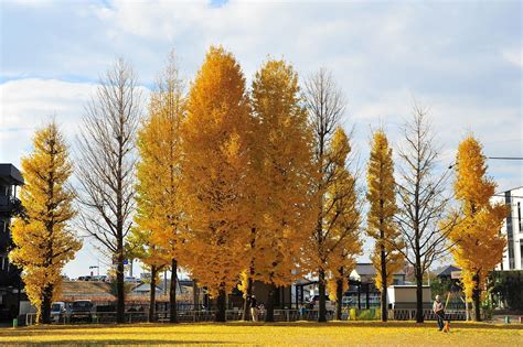 銀杏and自然に関する600以上の無料写真 Pixabay