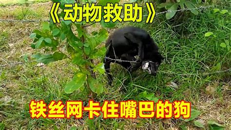 铁丝网卡住嘴巴的狗狗疼的它凄惨的喊叫寻求好心人帮助 高清1080P在线观看平台 腾讯视频