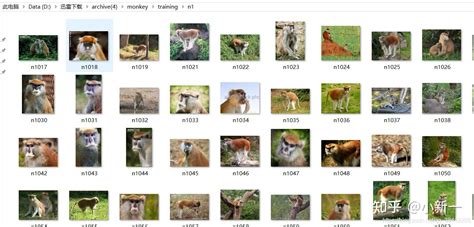 Pytorch Resnet实现图像分类从模型的训练到android部署 知乎