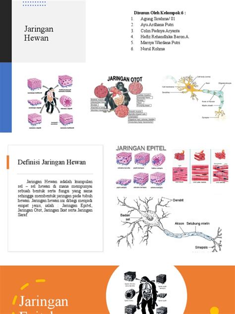 Jaringan Epital Pdf