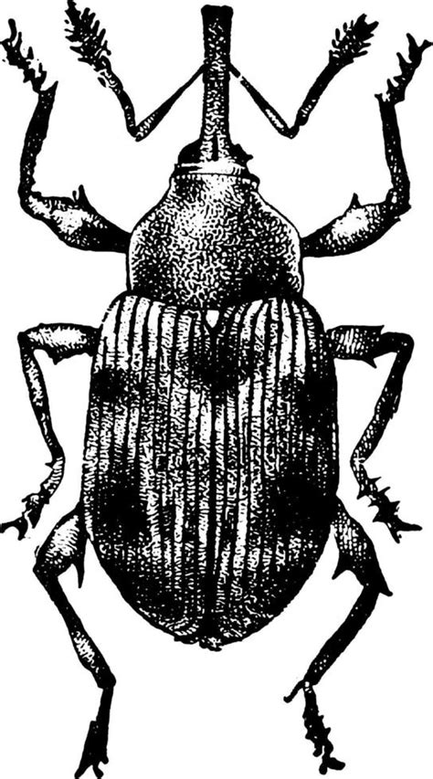 Strawberry Weevil Vintage Illustration 13630581 Vector Art At Vecteezy