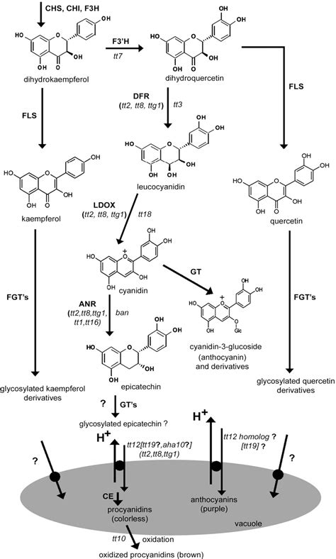 Delphinidin 3 O Glucoside Biosynthetic Process Semantic Scholar