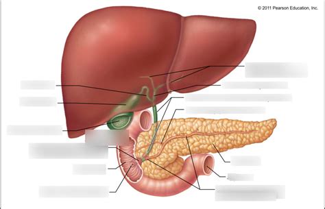 Anatomy Liver Pancreas And Duodenum Diagram Quizlet