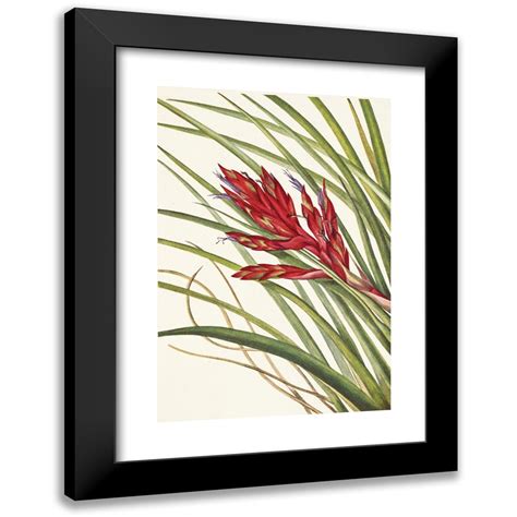 Mary Vaux Walcott 17x24 Black Modern Framed Museum Art Print Titled