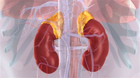 Adrenal Glandssuprarenal Glands Functions And Disorders
