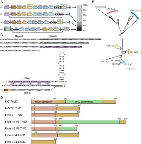 Metagenomic Discovery Of Crispr Associated Transposons Pnas