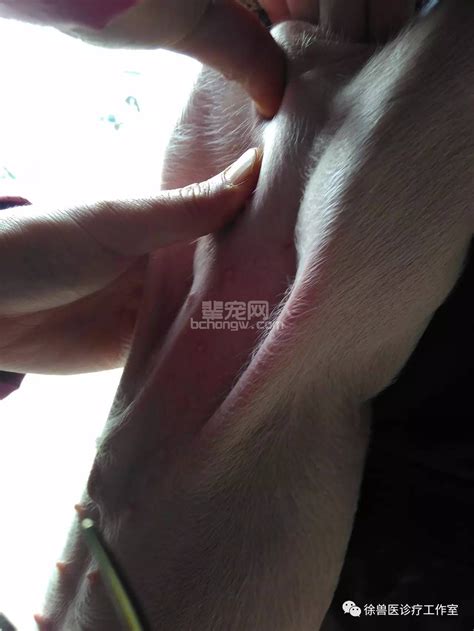宝宝睾丸在腹股沟图片 丸位置偏高图片 宝宝只有一个丸图片 大山谷图库