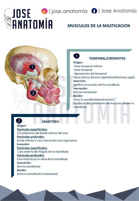 MÚSCULOS DE LA MÍMICA MASTICACIÓN Y CUELLO uDocz Anatomia musculos