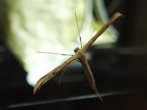 Bug Asserting Dominance R Entomology