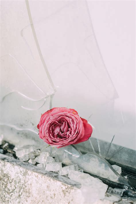 감정적 인 고립된 고요함 깨진 유리 꽃 꽃무늬 꽃잎 낭만적인 내성적 인 단일 꽃 대조 미니멀리스트 봄