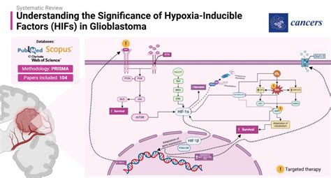 Mirza Pojskic On Linkedin Hypoxia Factors Hifs Glioblastoma