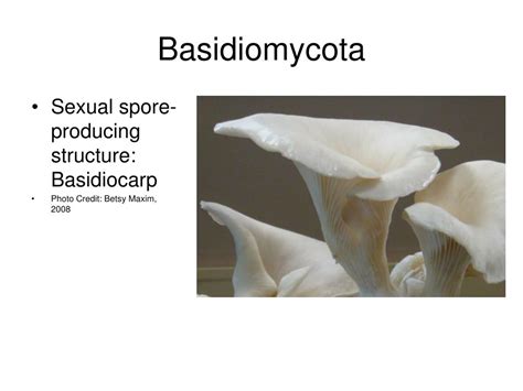 PPT Fungal Diversity PowerPoint Presentation Free Download ID