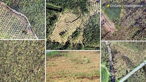 Amazon Rainforest In Crisis Deforestation Threatens Earths