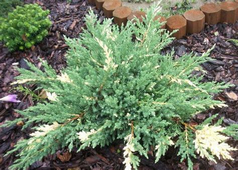 Juniperus Chinensis Expansa Variegata Akcia