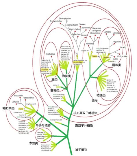 最早的花是什么？ 知乎