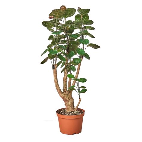 Indoor Plants Page 3 Green Thumb Nursery