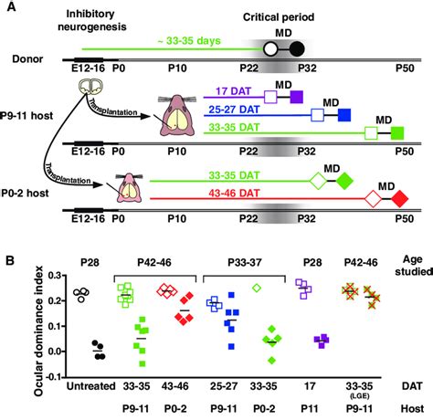 Ocular Dominance Plasticity Induced By Transplantation Of Inhibitory