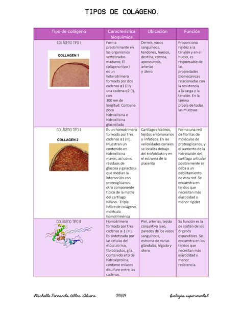 Colágenos Tipos De Colágenos Incluye Colágenos Tipo De Colágeno