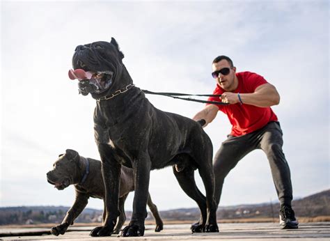Top 10 Most Dangerous Dog Breeds In The World